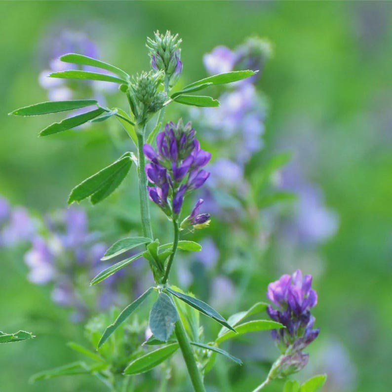 Alfalfa Cover Crop 1000 Seeds (medicago Sativa L.) – NON-GMO, Nitrogen ...