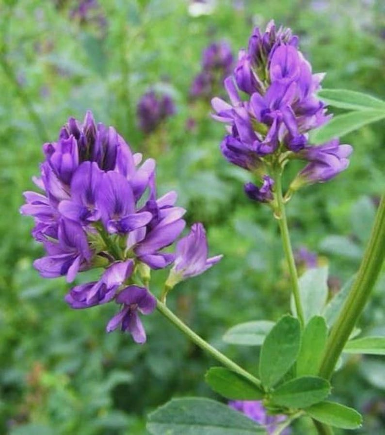 Alfalfa Cover Crop 1000 Seeds (medicago Sativa L.) – NON-GMO, Nitrogen ...
