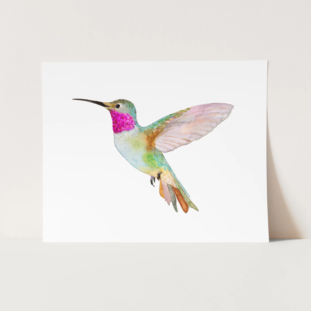 Broad-tailed Hummingbird Hummingbird Art Print. Hummingbirds of North ...