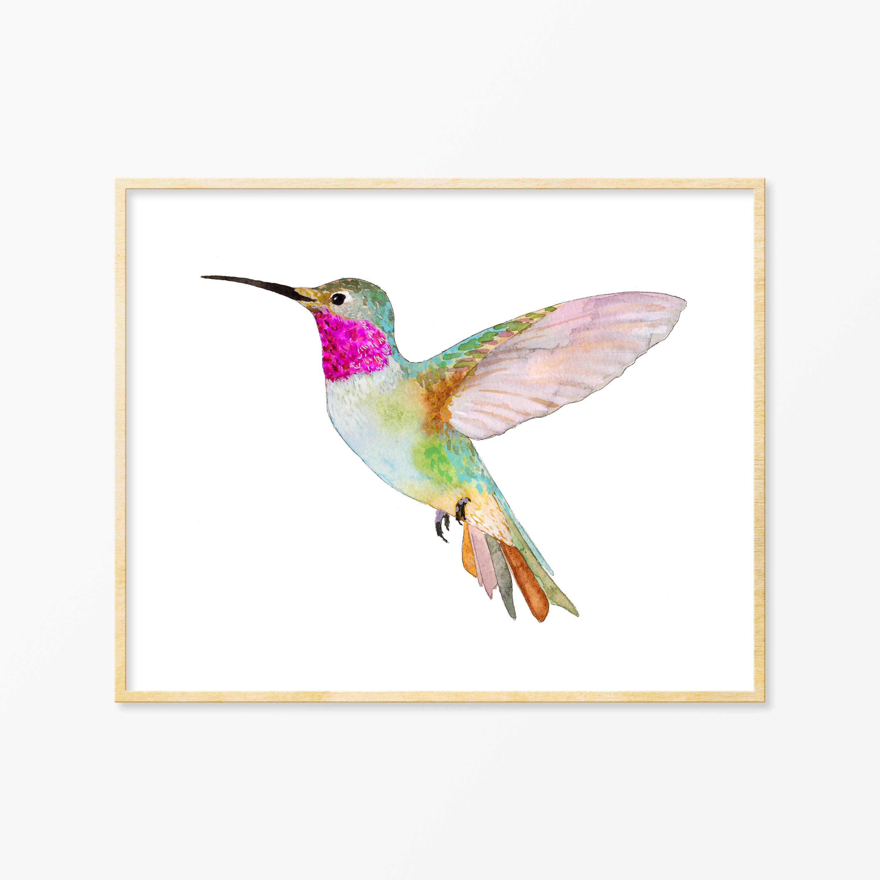 Broad-tailed Hummingbird Hummingbird Art Print. Hummingbirds - Etsy
