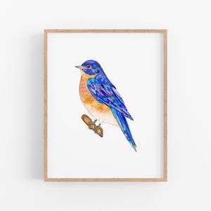 Watercolor Bluebird Art Print. Eastern Bluebird Art. Missouri, New York ...