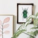 Green Beetle Watercolor Art Print. Bug Art. Kids Room Decor. - Etsy
