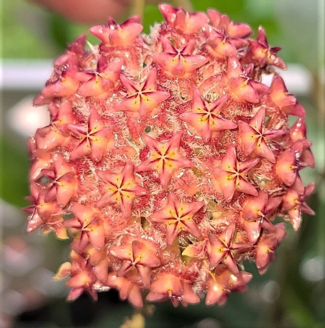 Hoya Mindorensis - Pink and Yellow Blossom Newly Rooted Plant - Etsy