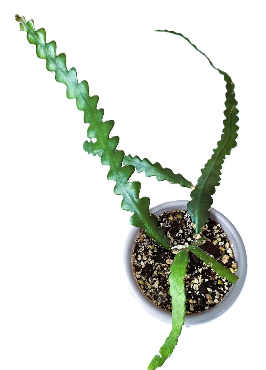 CRYPTOCEREUS ANTHONYANUS - Ric Rac Cactus- Zig Zag, Newly Rooted - Etsy