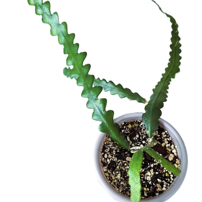 Ric Rac Cactus - Etsy