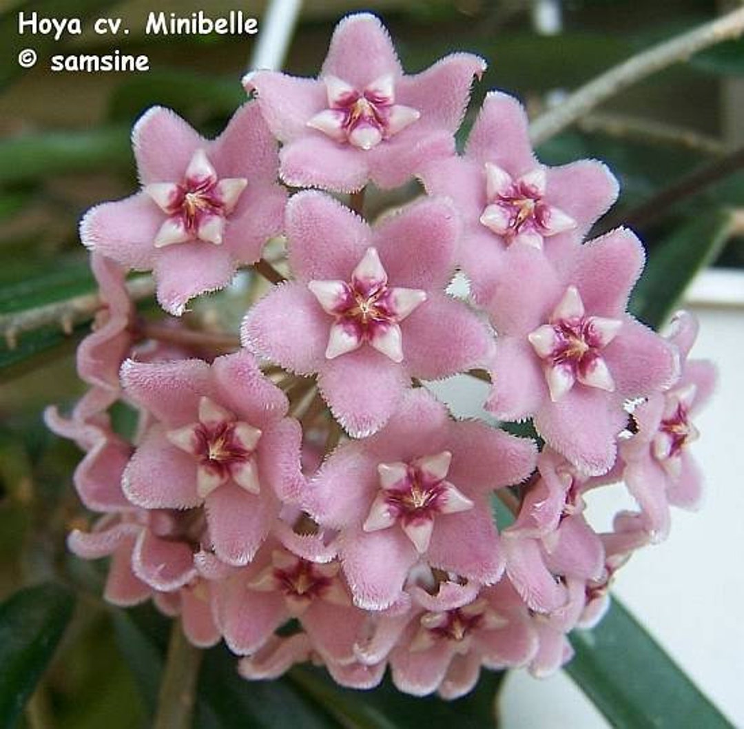 Hoya Minibelle Plant - 2" Pot Size Newly Rooted Starter Plant - Etsy