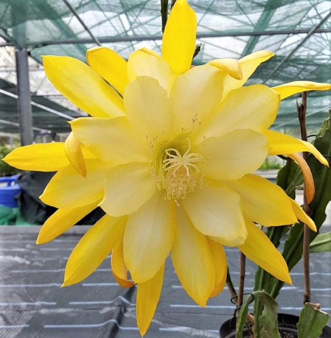 Epiphyllum FRENCH GOLD Orchid Cactus Newly Rooted Starter Plant - Etsy