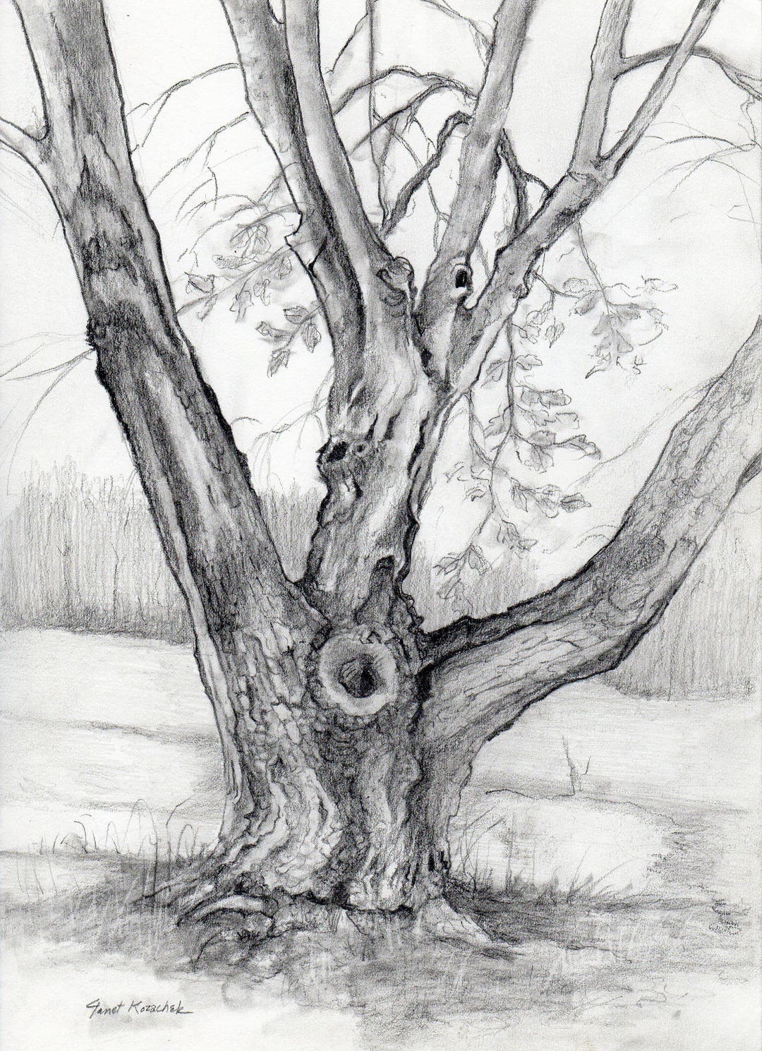 Original Pencil Drawing of an Old Tree - Etsy