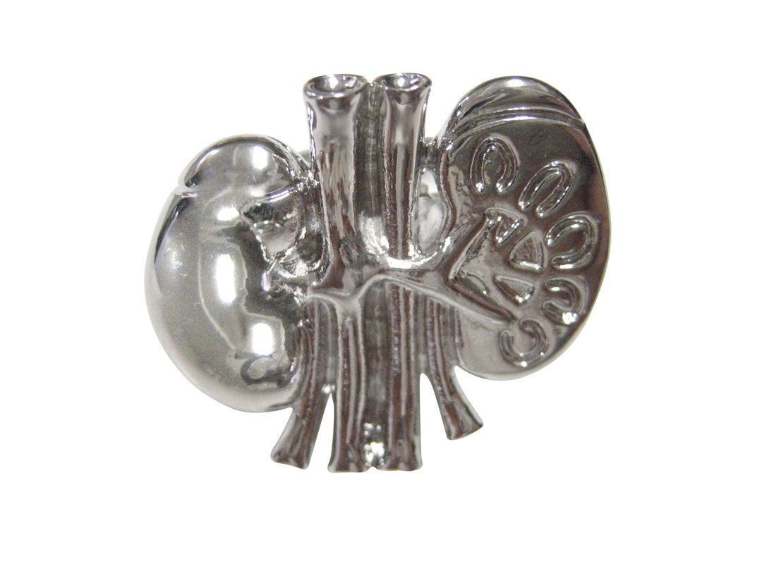 Silver Toned Anatomical Medical Nephrologists Kidney Adjustable Size ...