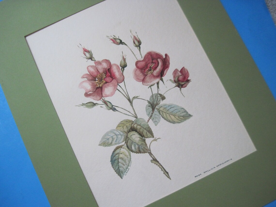 Vintage Signed Watercolor of Roses - Etsy