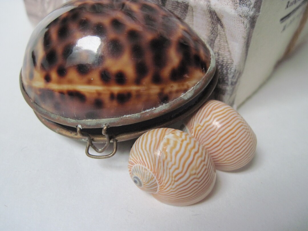 Vintage Cowrie Shell Box Container With Shell Post Earrings - Etsy