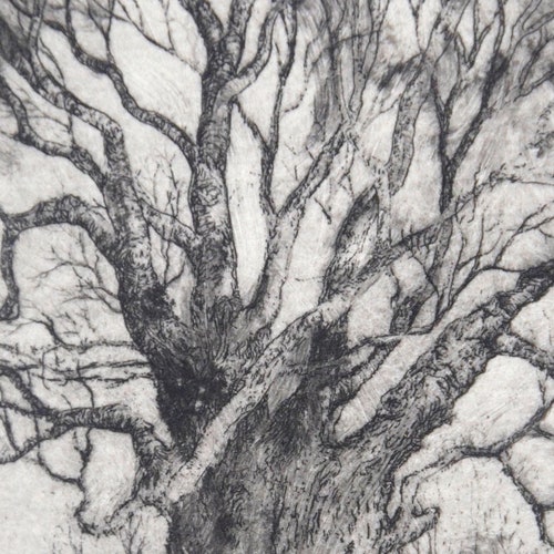 Small Etching of Oak Tree Limited Edition - Etsy