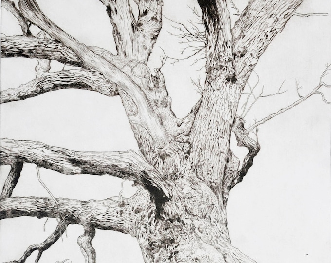 Drypoint Etching of Tree Limited Edition - Etsy