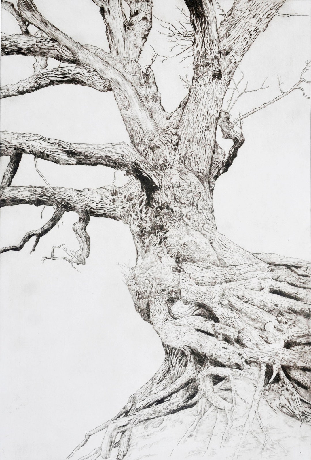 Drypoint Etching of Tree Limited Edition - Etsy