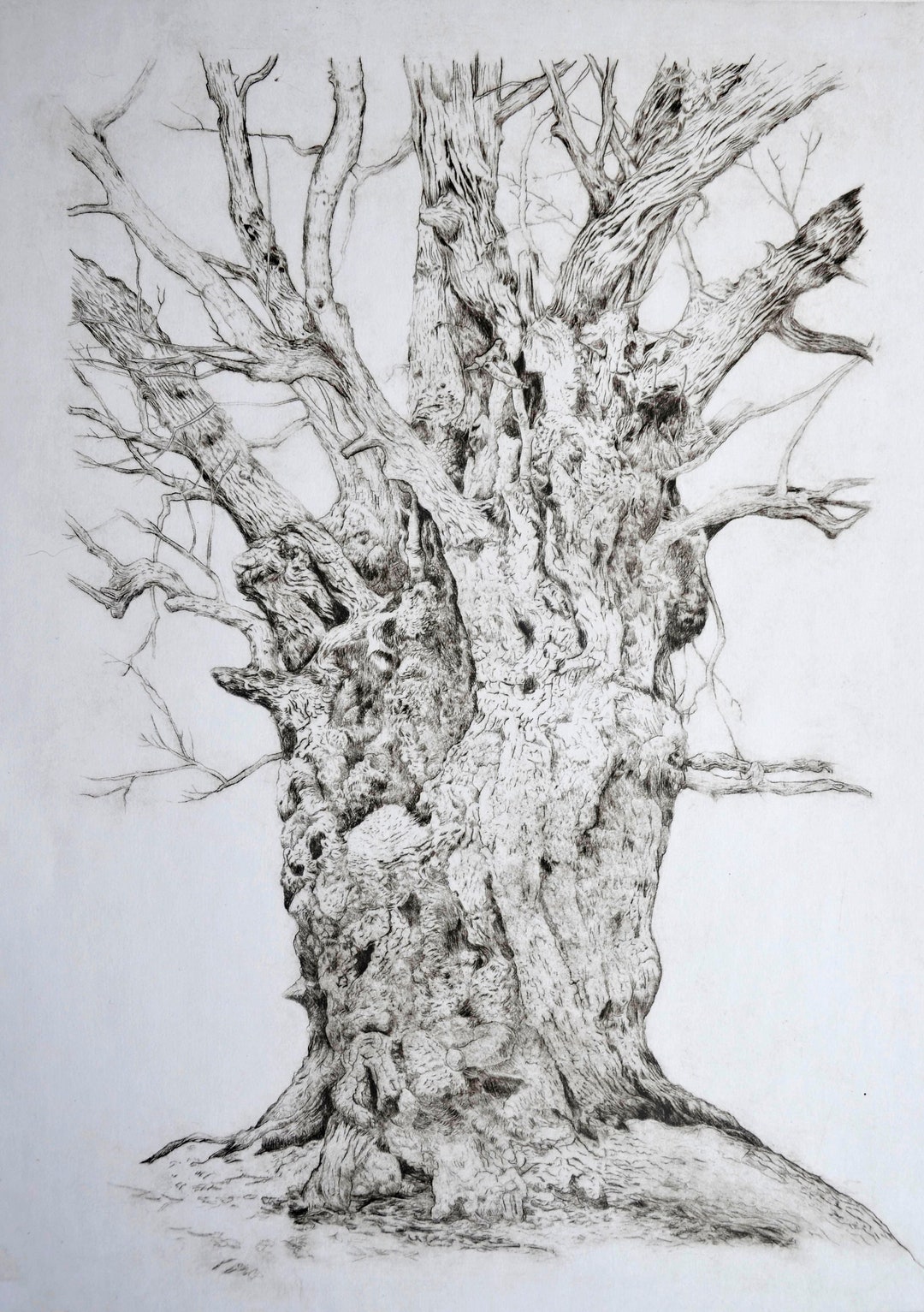 Drypoint Etching of Oak Tree Limited Edition - Etsy