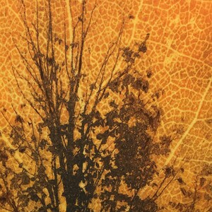 Solar Etching With Watercolour of Tree and Leaf Skeleton - Etsy