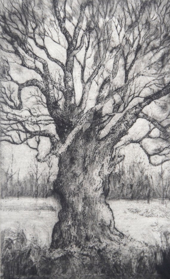 Small Etching of Oak Tree Limited Edition - Etsy