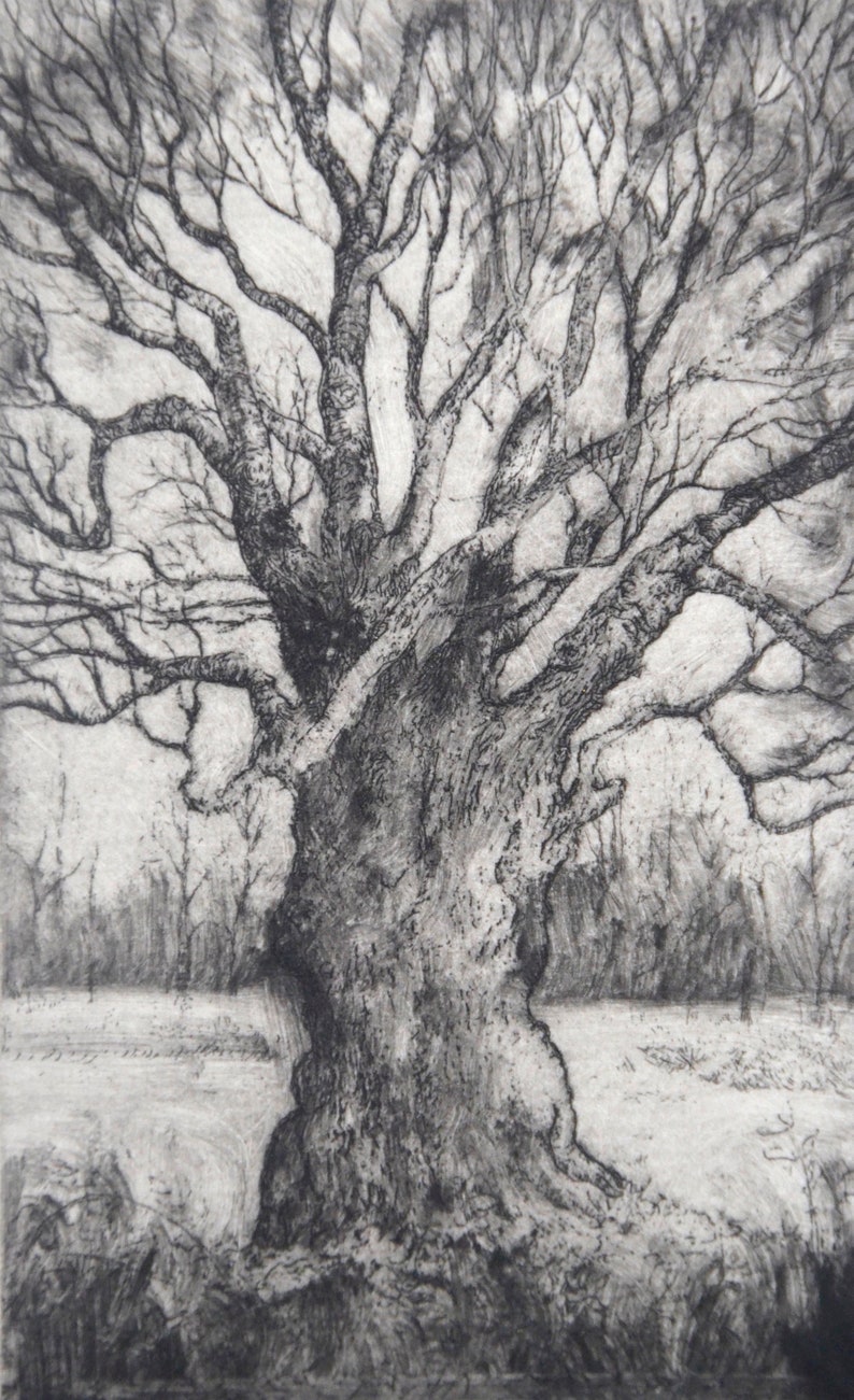 Small Etching of Oak Tree, Limited Edition - Etsy UK