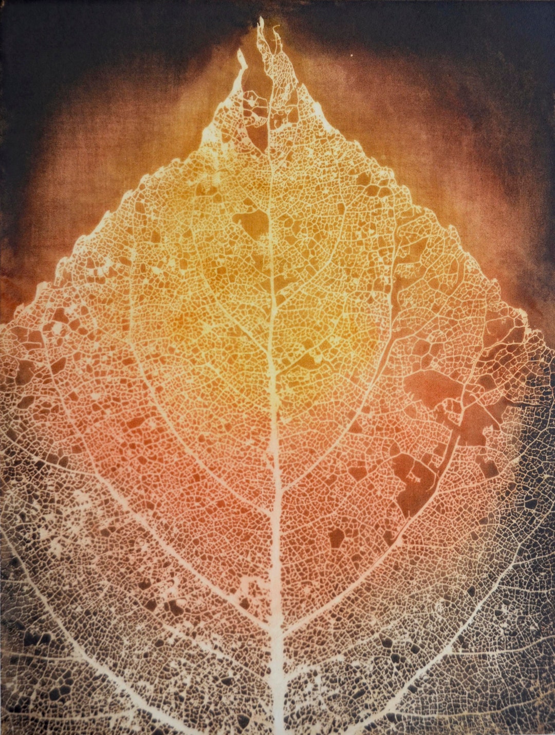 Solar Etching of Leaf Skeleton - Etsy