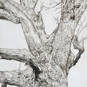 Drypoint Etching of Tree Limited Edition - Etsy