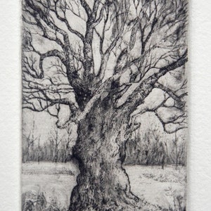 Small Etching of Oak Tree, Limited Edition - Etsy UK