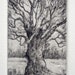 Small Etching of Oak Tree, Limited Edition - Etsy UK