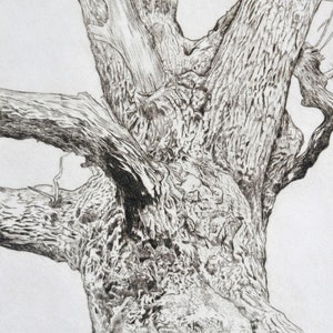 Drypoint Etching of Tree Limited Edition - Etsy