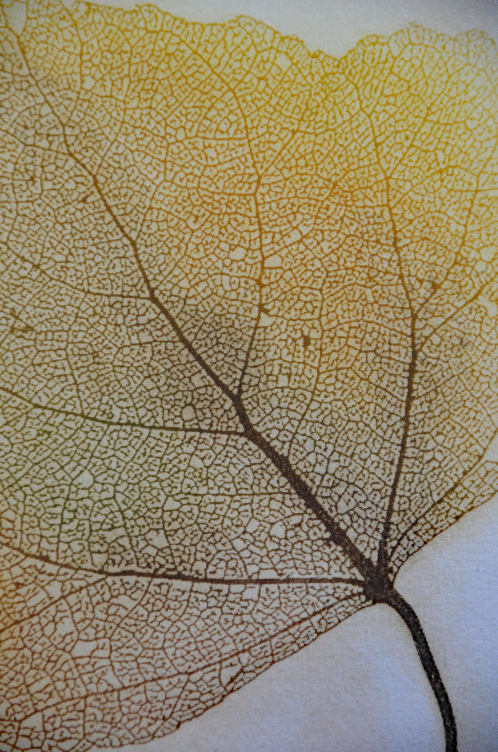 Leaf Print Solar Etching Limited Edition - Etsy