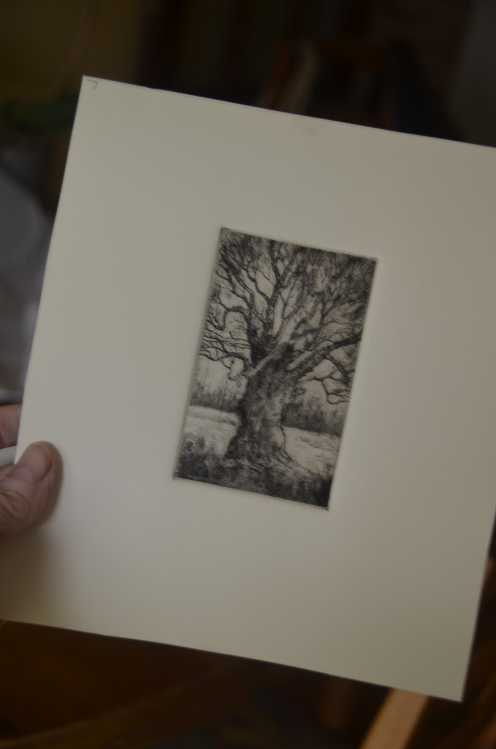 Small Etching of Oak Tree Limited Edition - Etsy