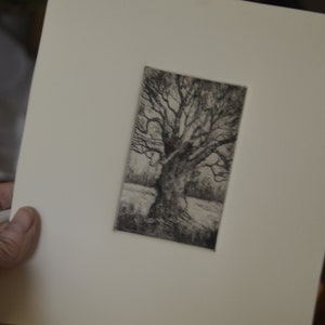 Small Etching of Oak Tree, Limited Edition - Etsy UK