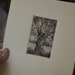 Small Etching of Oak Tree, Limited Edition - Etsy UK