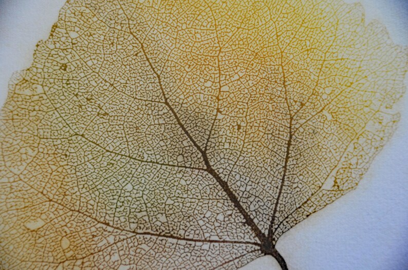 Leaf Print Solar Etching Limited Edition - Etsy