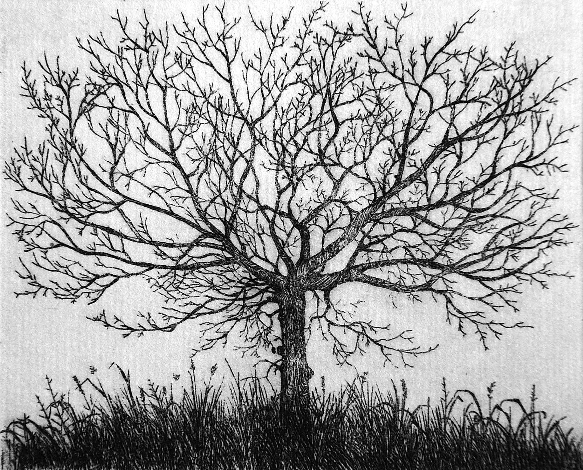 Limited edition etching of Tree black and white | Etsy