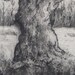 Small Etching of Oak Tree, Limited Edition - Etsy UK