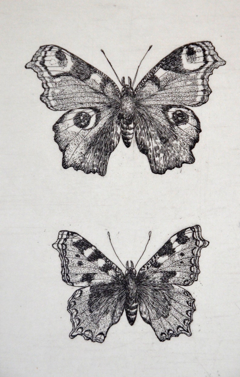 British Butterflies Limited Edition Etching - Etsy UK