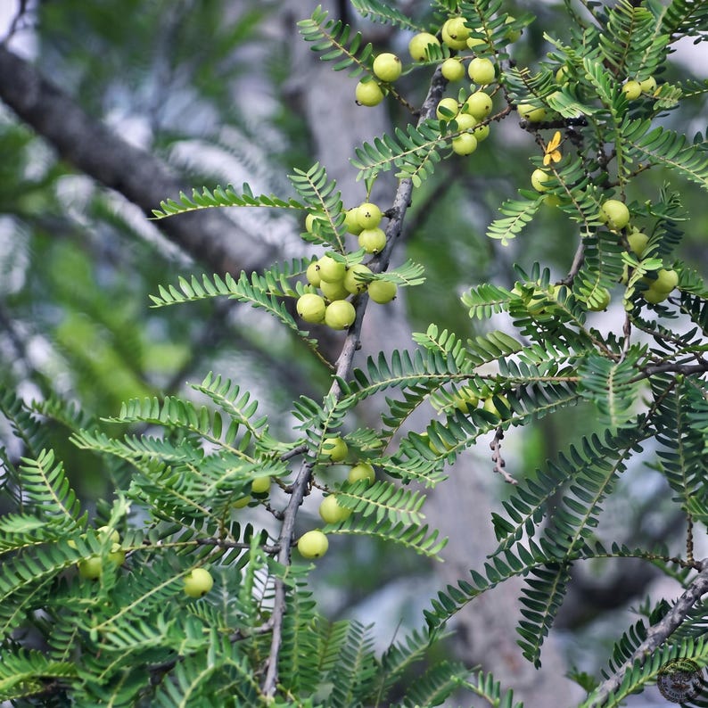 Live Amla Tree, Indian Gooseberry Sapling, 1-2 Year Bare Root ...