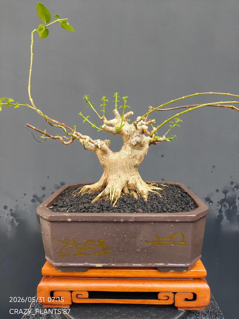 Premna Microphylla Bonsai Tree - Real Pictures - Exhibition Quality ...