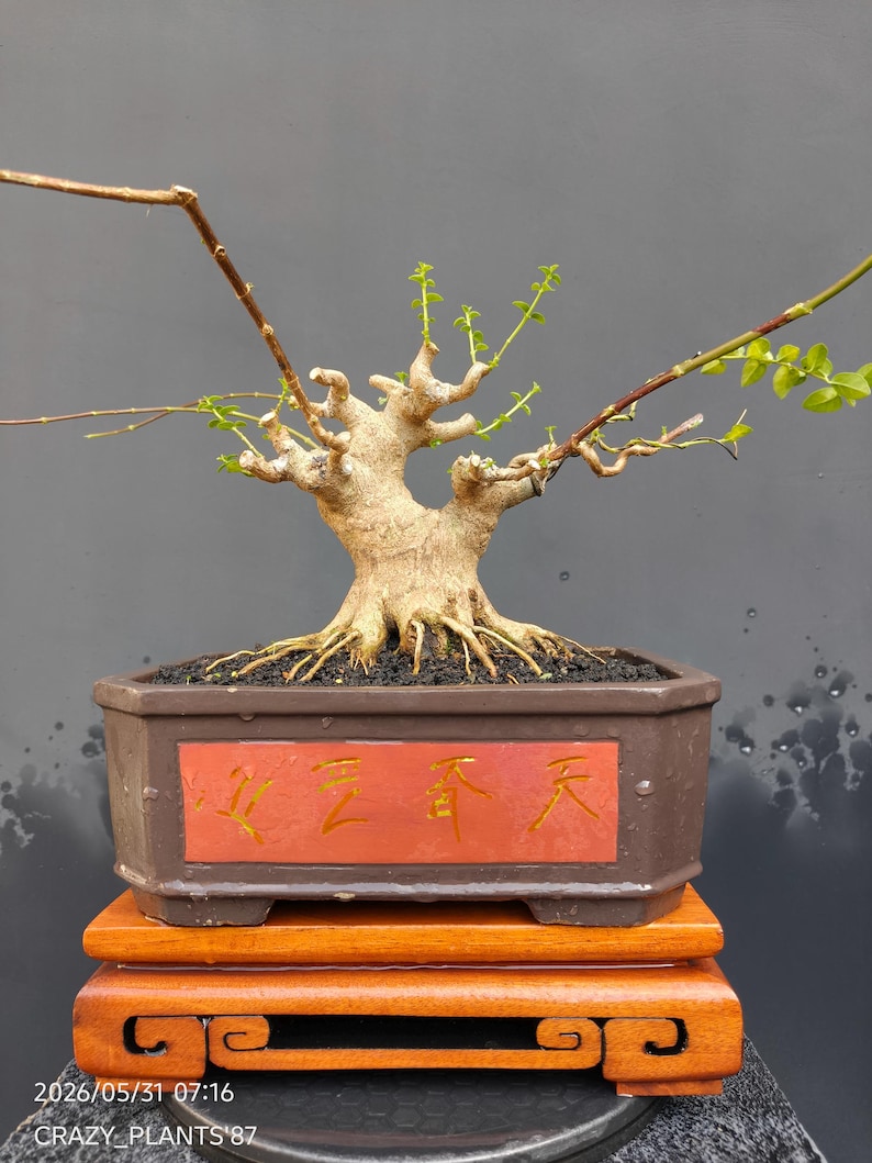 Premna Microphylla Bonsai Tree - Real Pictures - Exhibition Quality ...