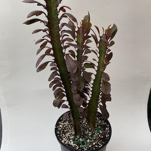 Euphorbia One 1 CATHEDRAL 'ruby Red' Trigona Healthy - Etsy
