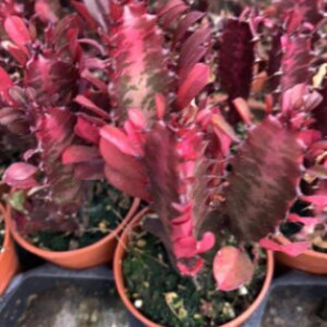 Euphorbia One 1 CATHEDRAL 'ruby Red' Trigona Healthy - Etsy