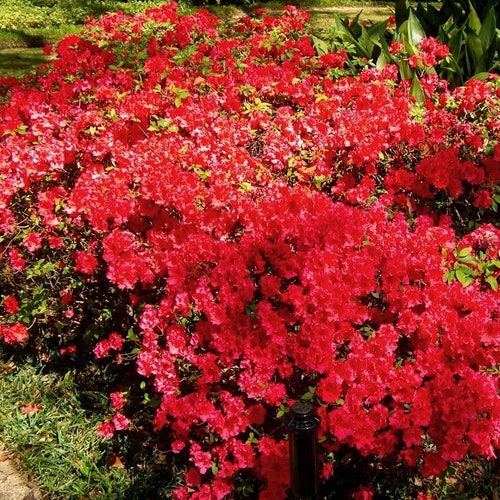 Lavender Formosa Azalea Azalea Plant Azalea Bush Purple | Etsy