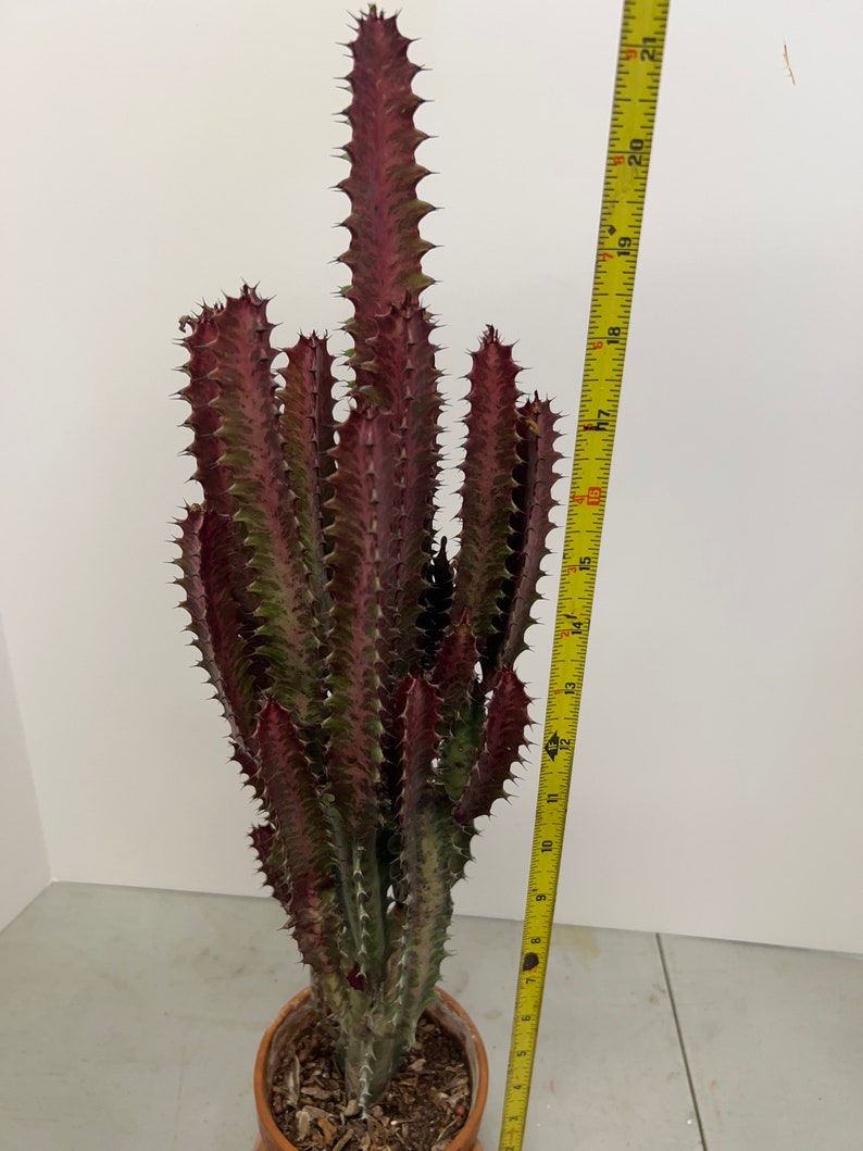 Euphorbia One 1 CATHEDRAL 'ruby Red' Trigona Healthy - Etsy