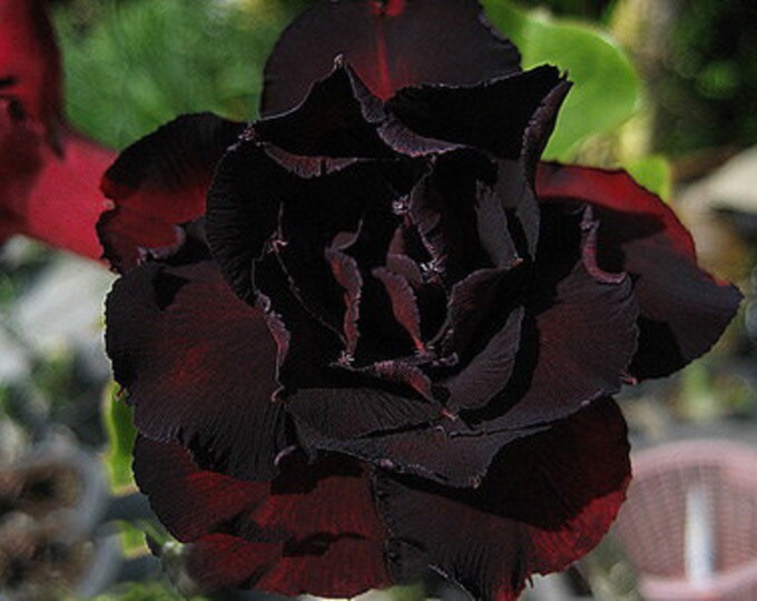 25 BLACK DRAGON Fresh Desert Rose Adenium Seeds Grow Your Own Latest ...