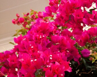 Home & Living Ferns, Grasses & Bamboo Plants Very Colorful Bright ...