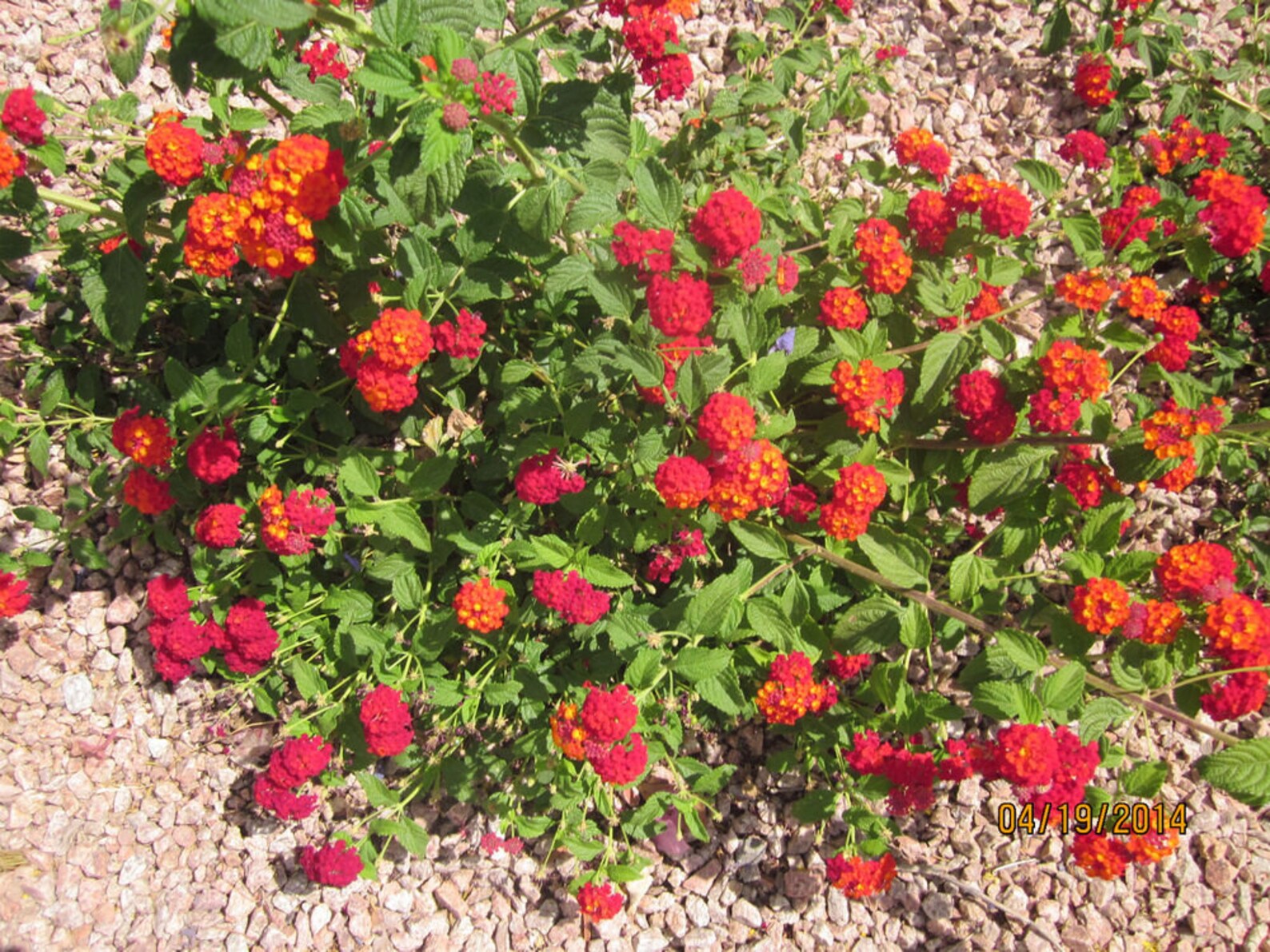Three 3 Dallas Red LANTANA Starter Plants Brilliant Blooms | Etsy