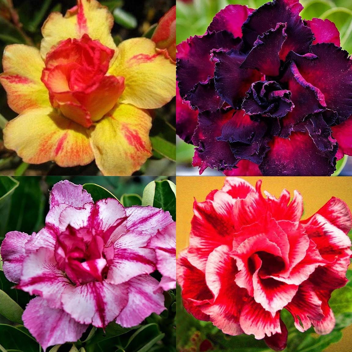 Desert roses red seedling 6 years old 28\u201d tall blooming single ...