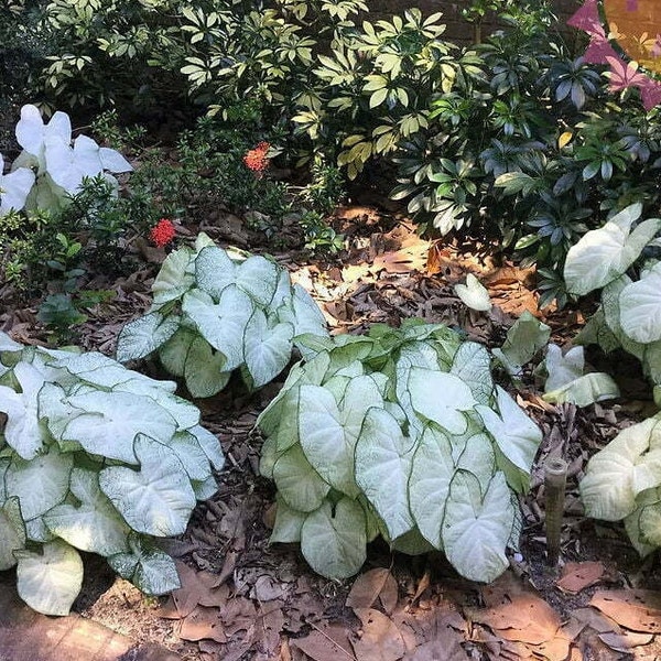 Moonlight Caladium - Etsy