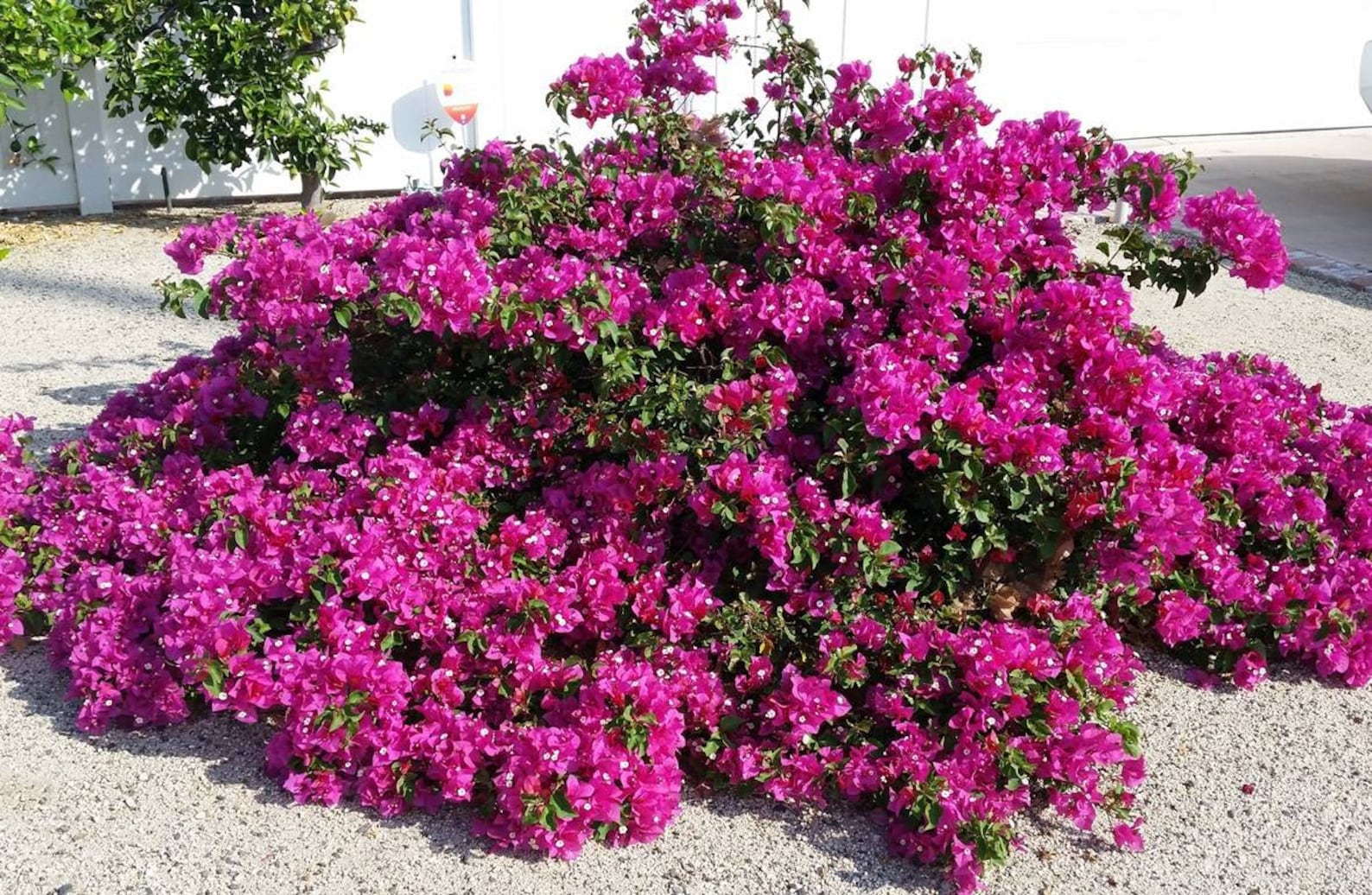 3 PURPLE PIXIE DWARF Bougainvillea Well-rooted Starter Plants | Etsy