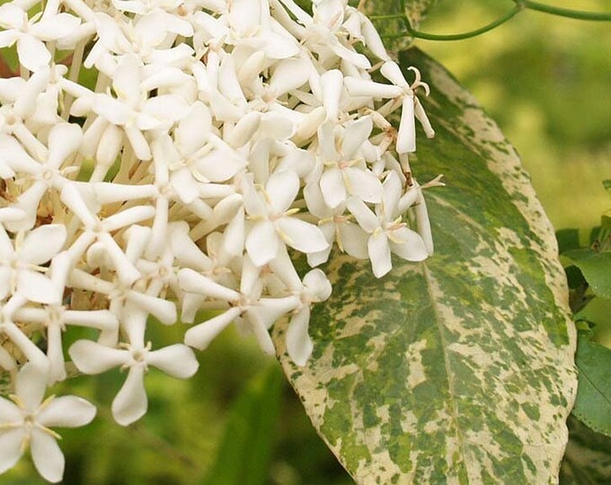 3 Variegated 'thai Snow' IXORA Live Well- Rooted Starter Plants ...