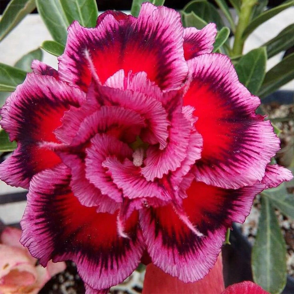 Desert roses red seedling 6 years old 28\u201d tall blooming single ...